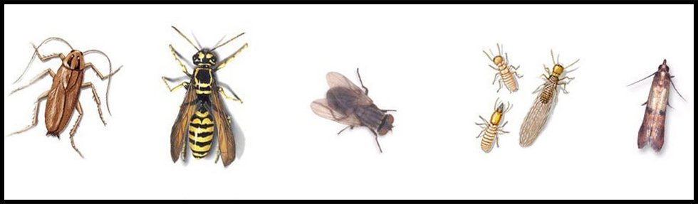 Identify Your Pest | Guaranteed Pest Control Service Co | Portland ...