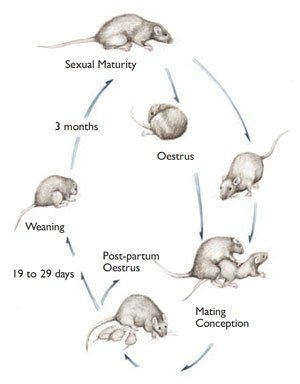 Rats & Mice | Guaranteed Pest Control Service Co | Portland Metro ...