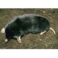 Moles | Guaranteed Pest Control Service Co | Portland Metro | Beaverton, OR