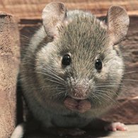 Rats & Mice | Guaranteed Pest Control Service Co | Portland Metro | Beaverton, OR
